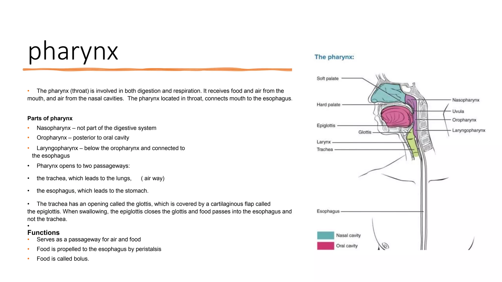 digestive system .pptx
