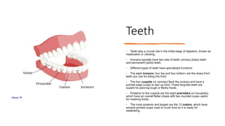 digestive system .pptx