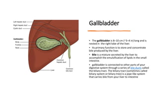 digestive system .pptx