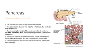 digestive system .pptx