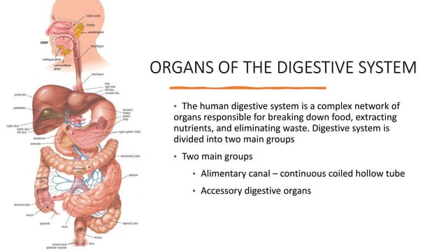 digestive system .pptx