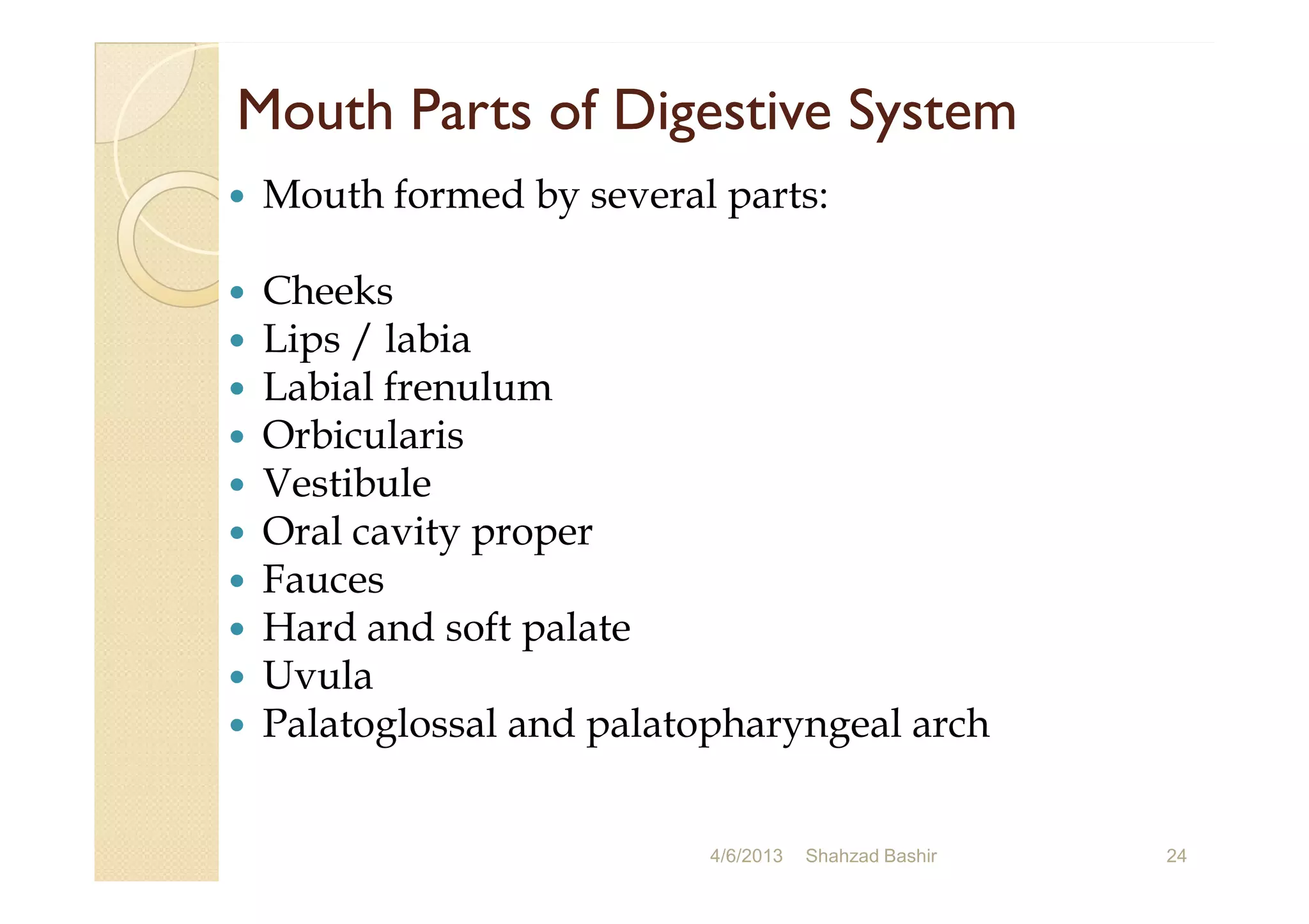 Final digestive system. | PPT