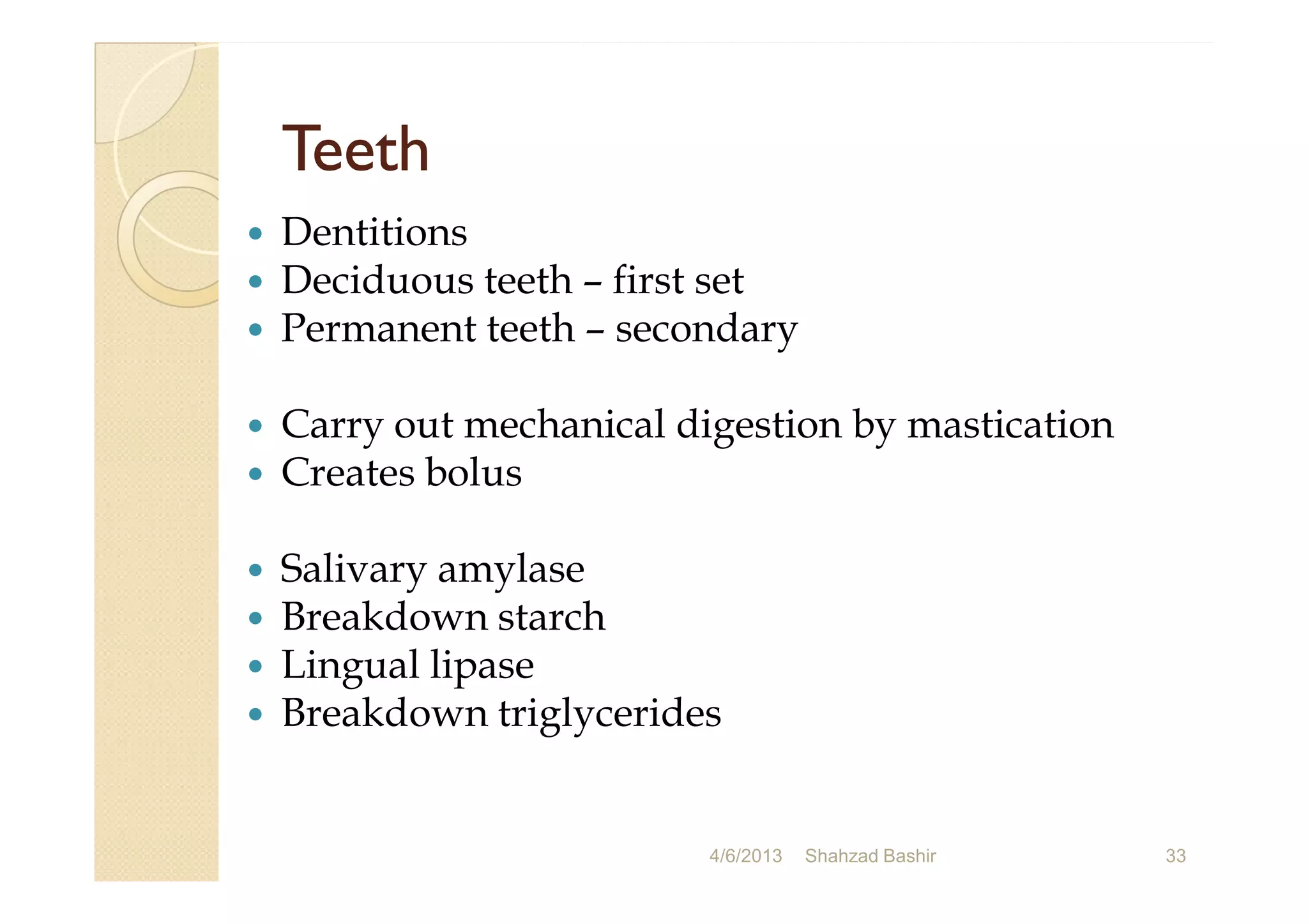 Final digestive system. | PPT