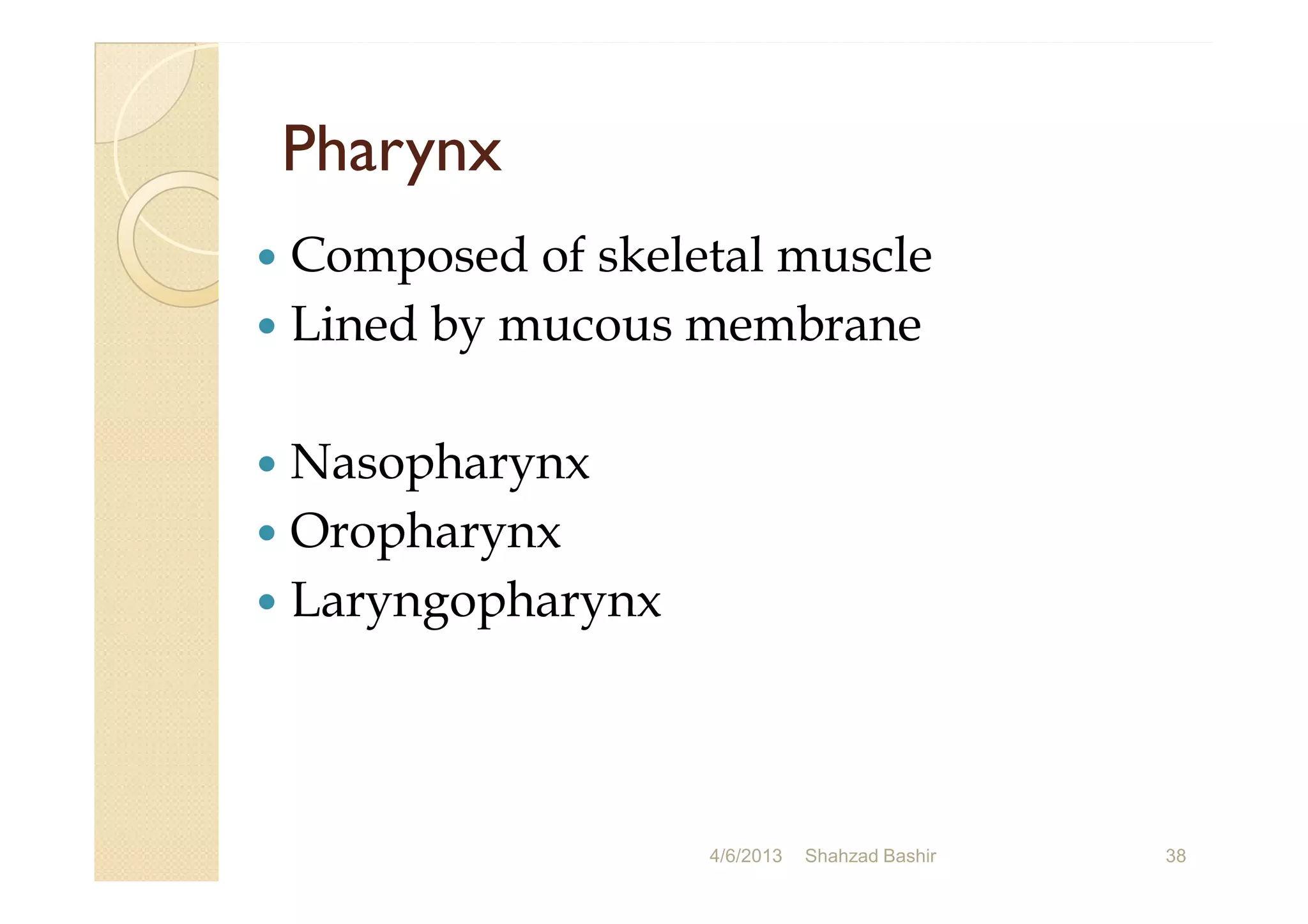 Final digestive system. | PPT