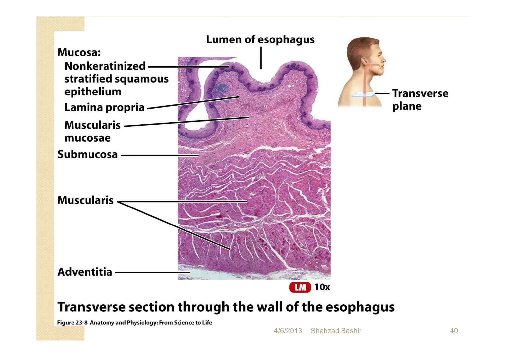 Final digestive system. | PPT