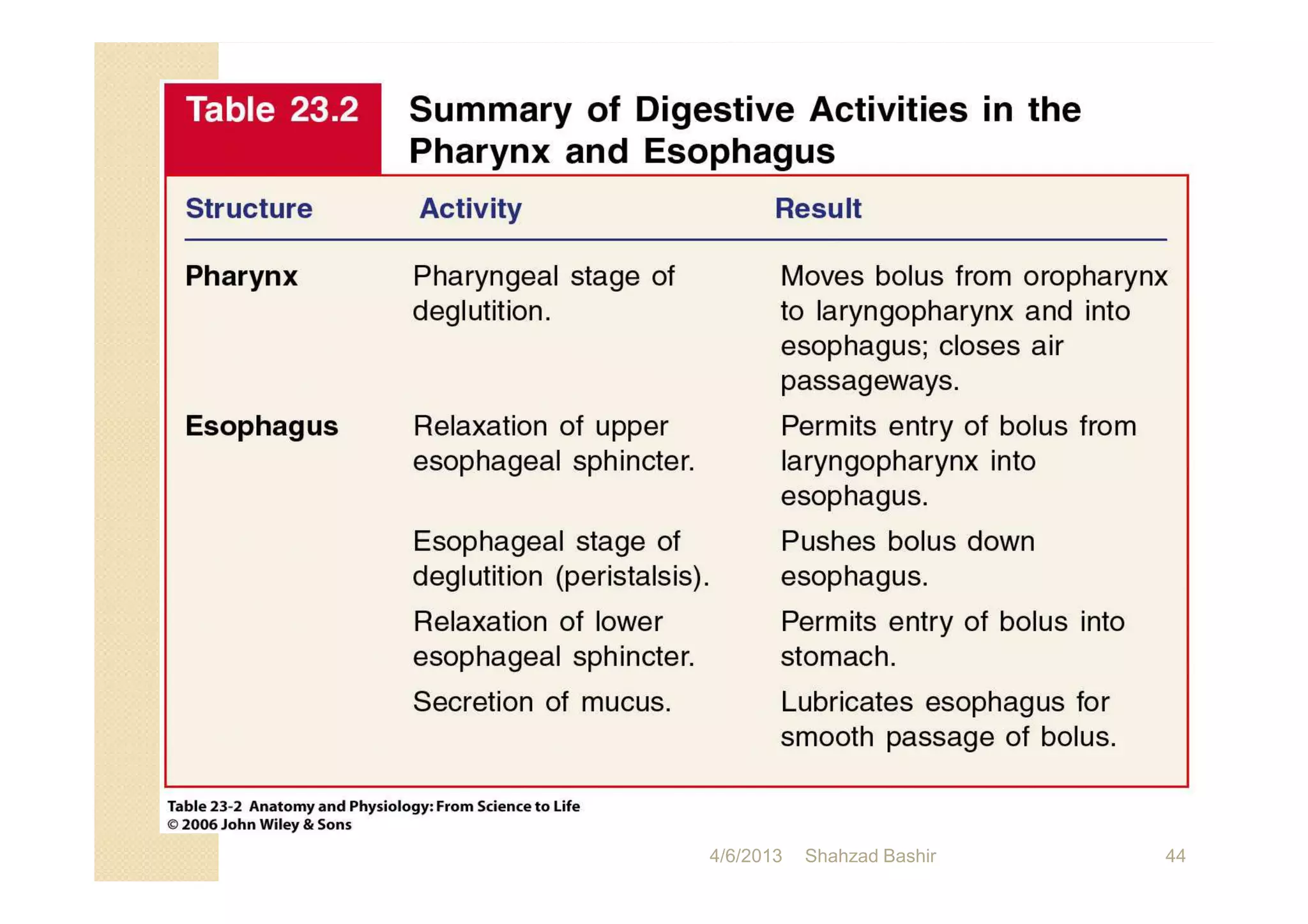 Final digestive system. | PPT