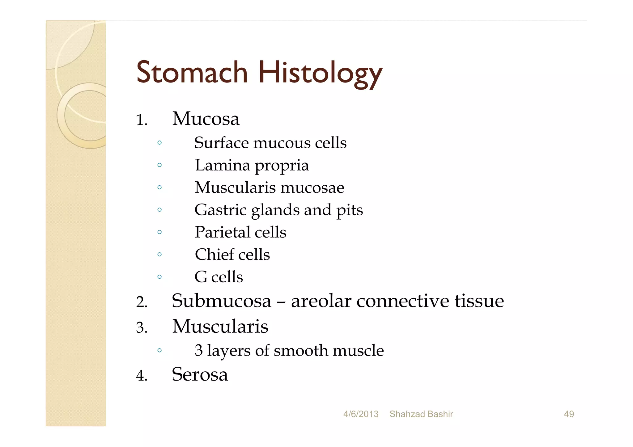 Final digestive system. | PPT