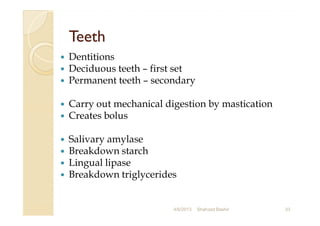 Final digestive system. | PPT