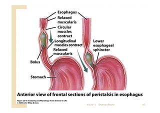 Final digestive system. | PPT