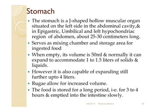 Final digestive system. | PPT