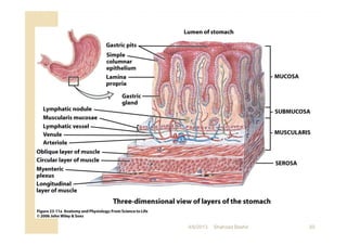 Final digestive system. | PPT