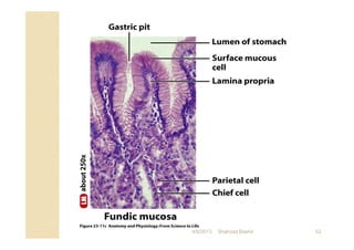 Final digestive system. | PPT