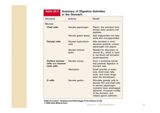 Final digestive system. | PPT
