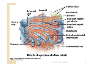 Final digestive system. | PPT
