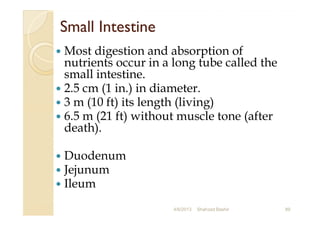 Final digestive system. | PPT