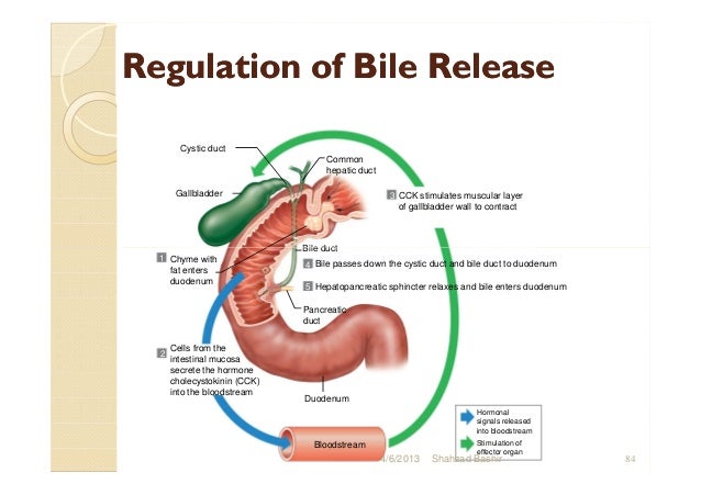 Final digestive system.