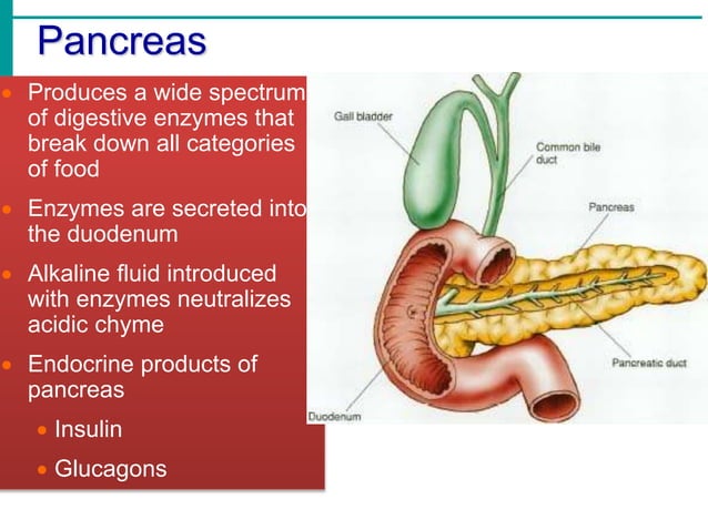 digestive system and disorders | PPTX | Digestive Disorders | Diseases ...