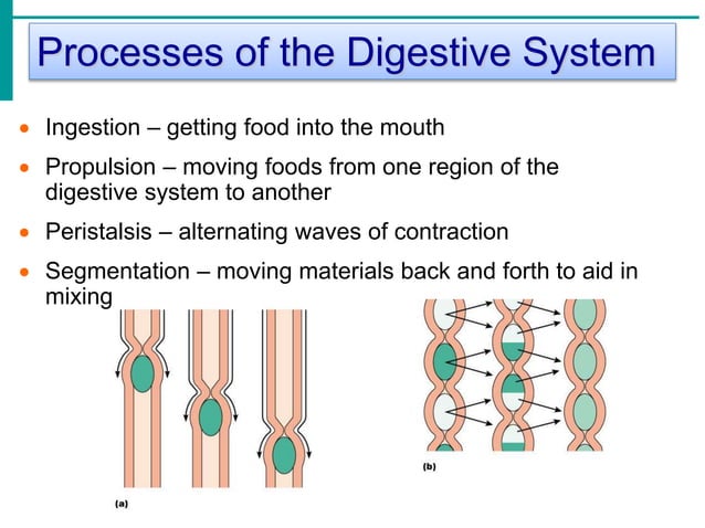 digestive system and disorders | PPTX | Digestive Disorders | Diseases ...