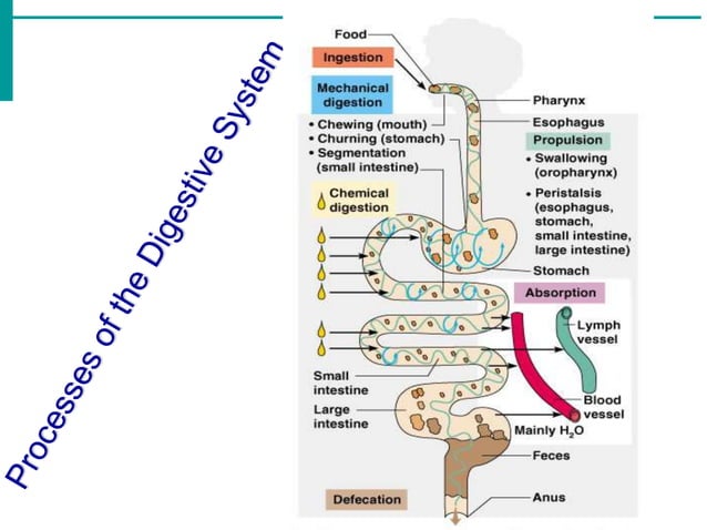 digestive system and disorders | PPTX | Digestive Disorders | Diseases ...