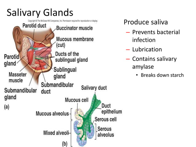 digestive system and disorders | PPTX | Digestive Disorders | Diseases ...