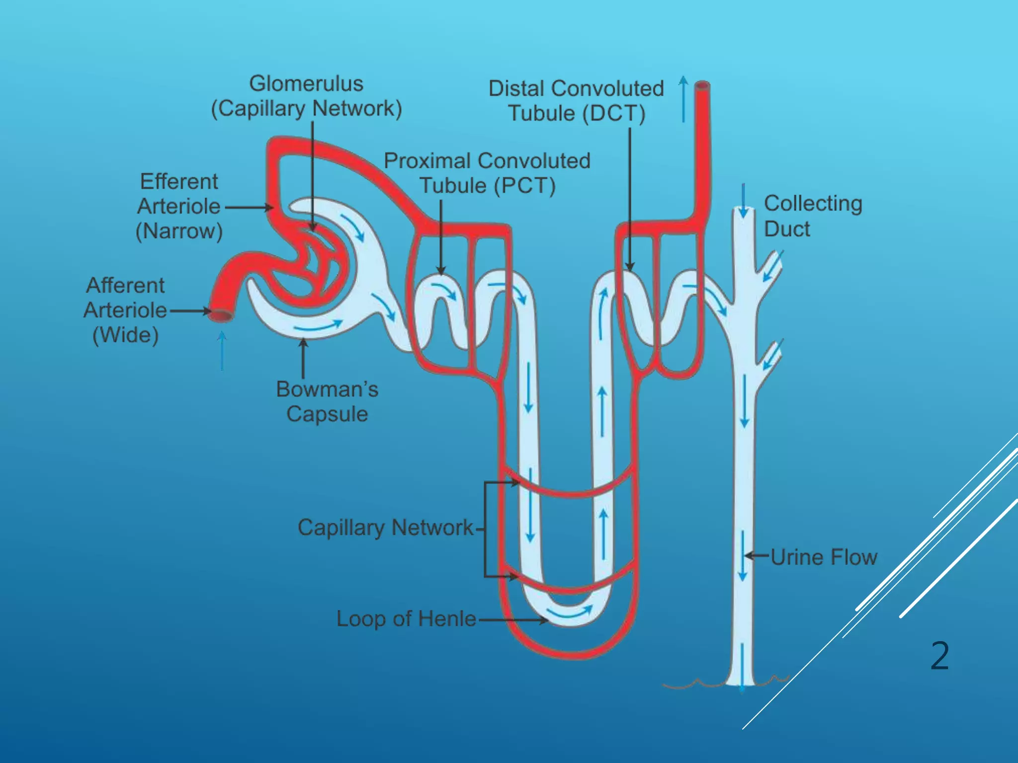 Diuretic Preclinical Screening models | PPTX