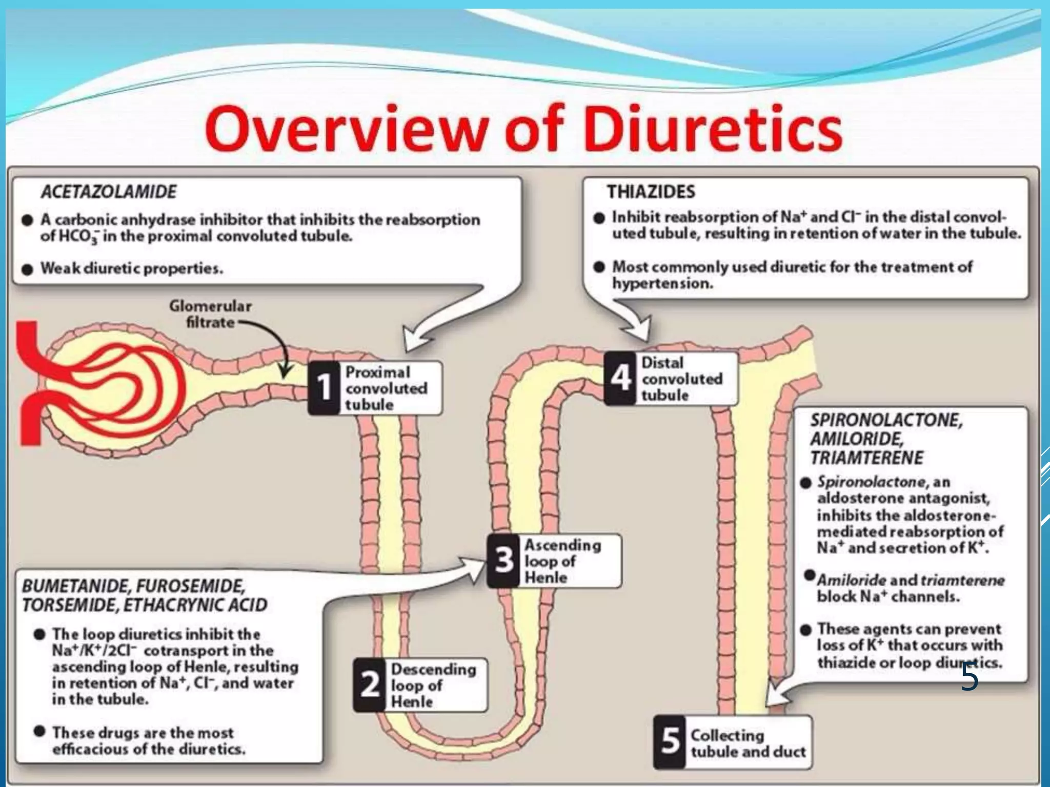 Diuretic Preclinical Screening models | PPTX