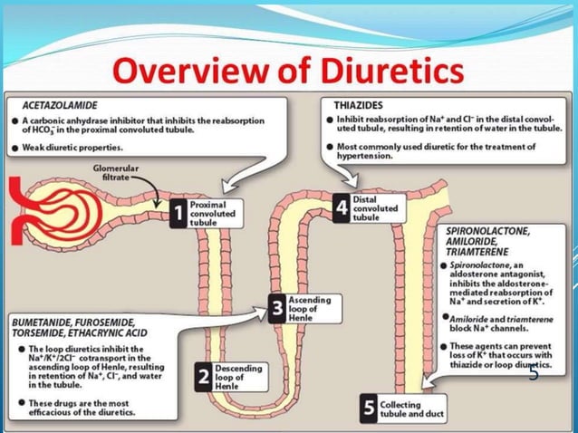 Diuretic Preclinical Screening models | PPTX | Chemistry | Science