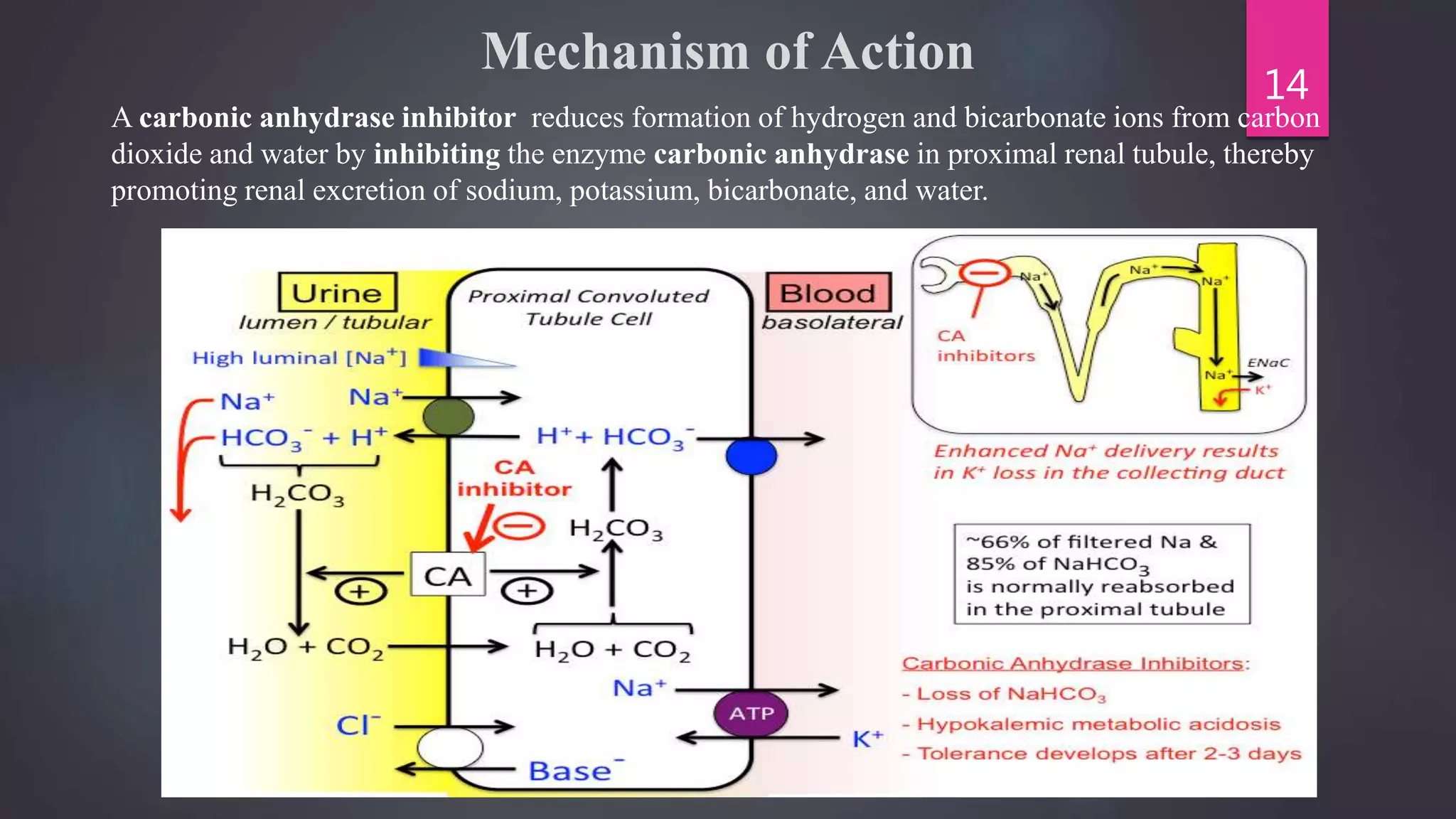 Pharmacology of diuretics-antidiuretics | PPTX