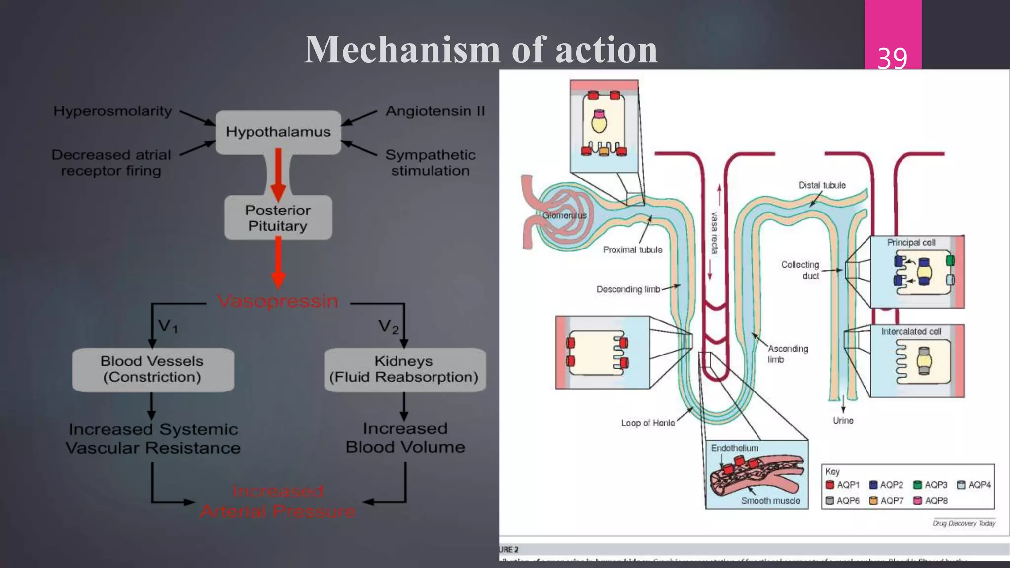 Pharmacology of diuretics-antidiuretics | PPTX