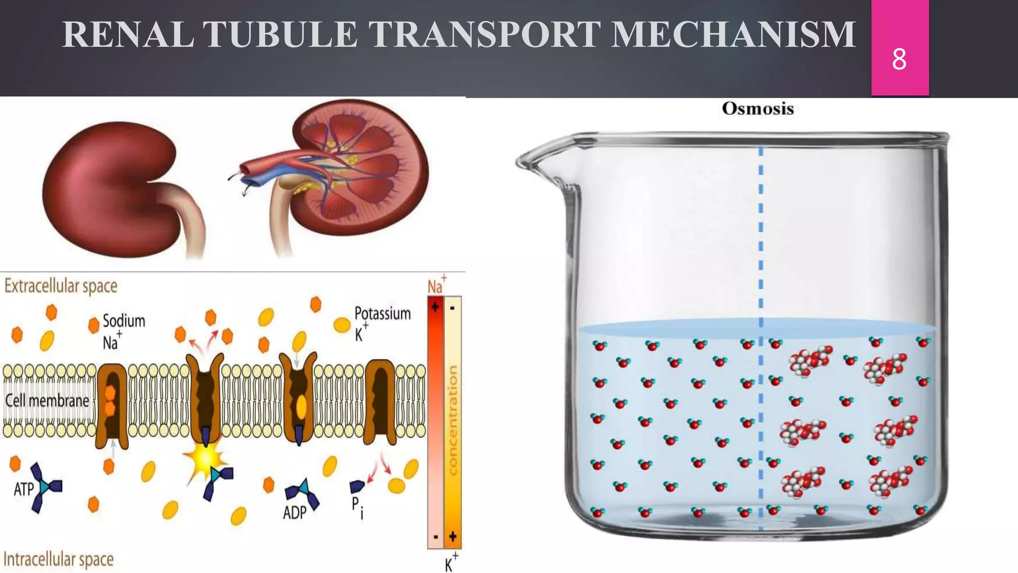 Pharmacology of diuretics-antidiuretics | PPTX