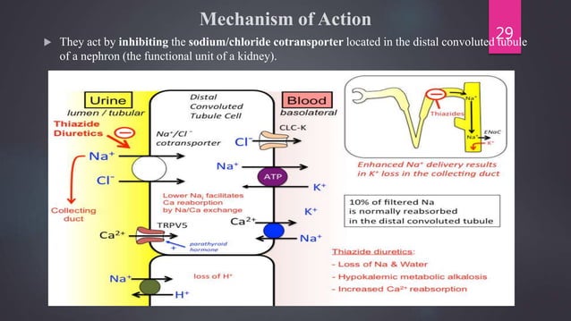 Pharmacology of diuretics-antidiuretics | PPTX | Endocrine and ...