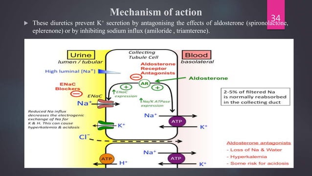 Pharmacology of diuretics-antidiuretics | PPTX | Endocrine and ...