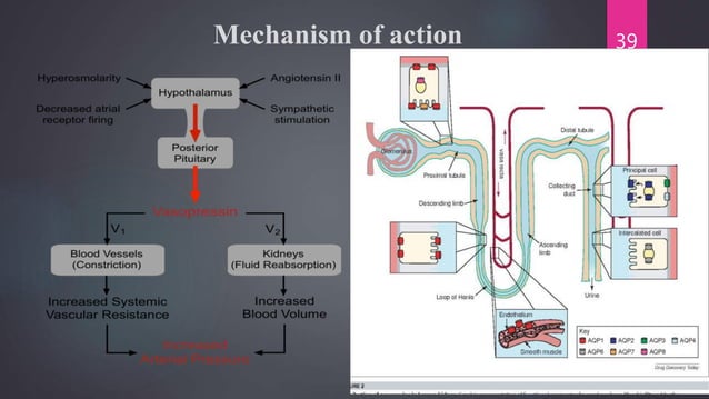 Pharmacology of diuretics-antidiuretics | PPTX | Endocrine and ...