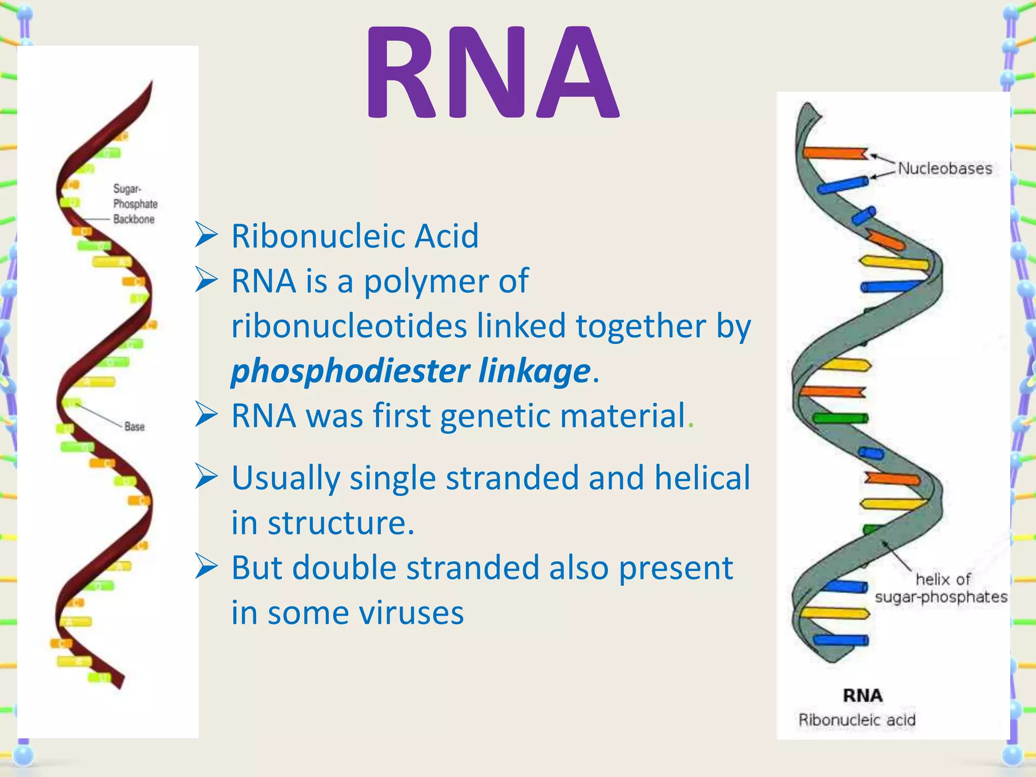 DNA & RNA | PPTX