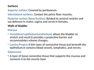 Premalignant lesion of vulva vagina and cervix pptx | PPTX