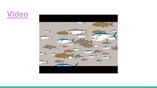 Final Econ Presentation_ Malthus and the Green Revolution.pptx