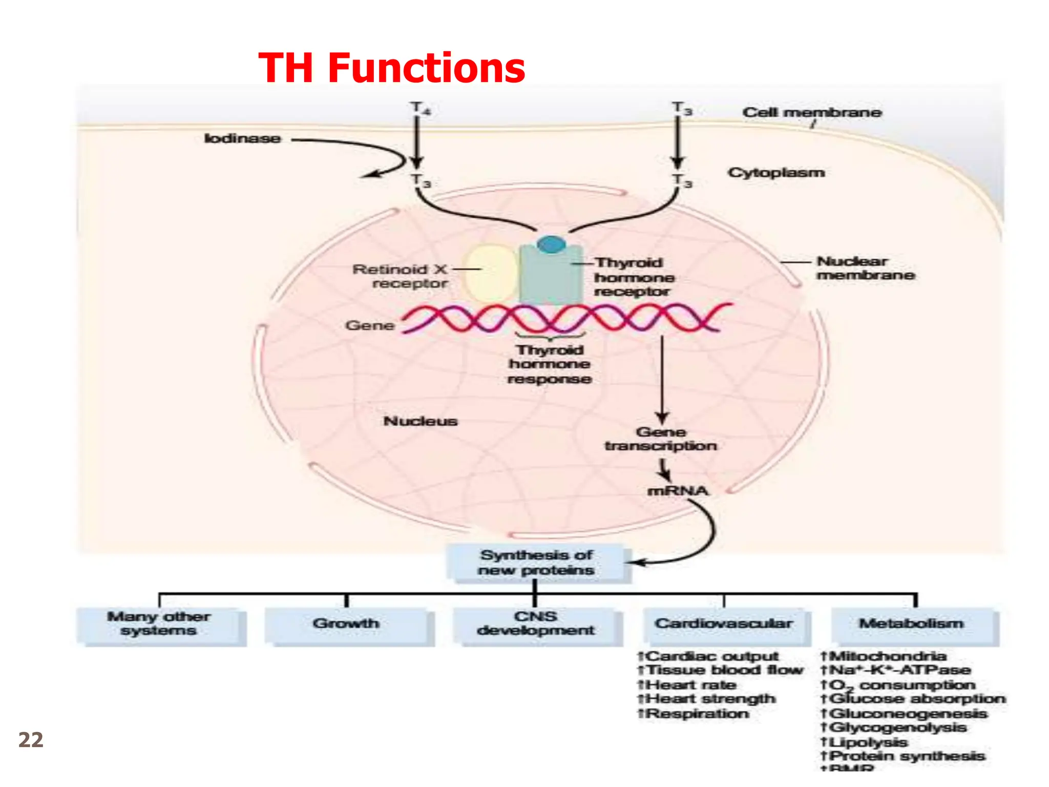 Thyroid Gland physiology Jimma University | PPTX