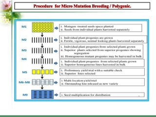 APPLICATION OF MUTATION BREEDING IN FIELD CROPS | PPTX
