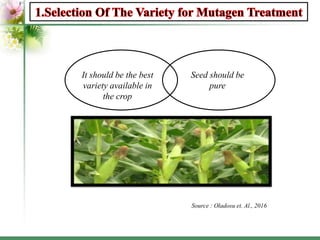 APPLICATION OF MUTATION BREEDING IN FIELD CROPS | PPTX