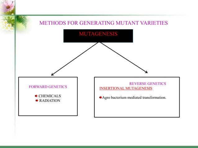 APPLICATION OF MUTATION BREEDING IN FIELD CROPS | PPTX