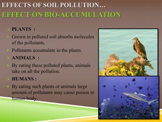 Effects Of Soil Pollution On Biodiversity