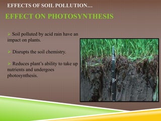 Effects Of Soil Pollution On Growth Of Plants