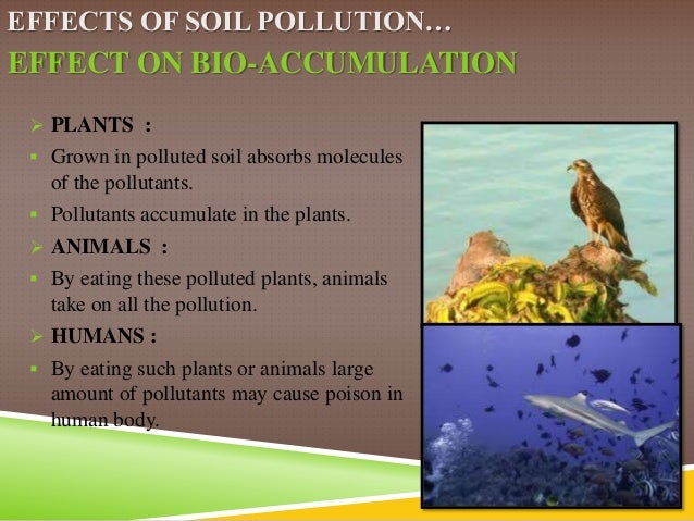 Effects Of Soil Pollution On Growth Of Plants