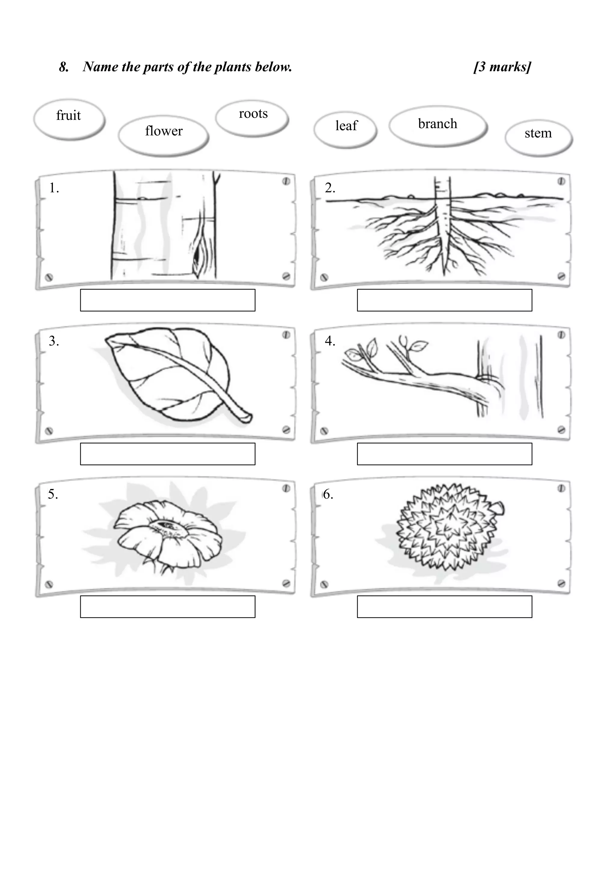 Exam Year 1- Science | PDF