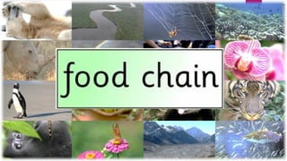 Presentation for Food chain process.pptx