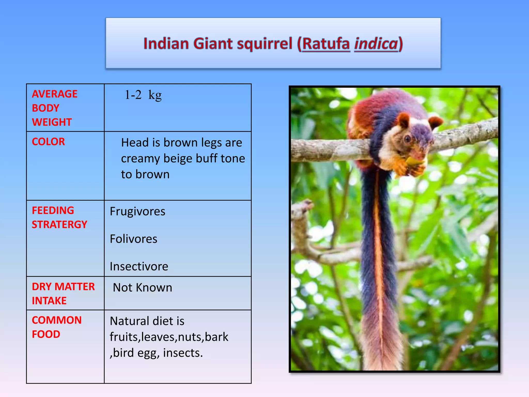 Final feeding stratergies of zoo animal | PPTX