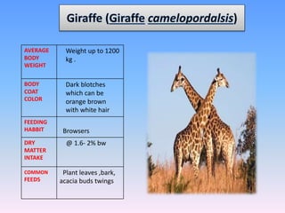Final feeding stratergies of zoo animal | PPTX