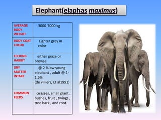 Final feeding stratergies of zoo animal | PPTX