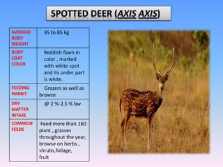Final feeding stratergies of zoo animal | PPTX