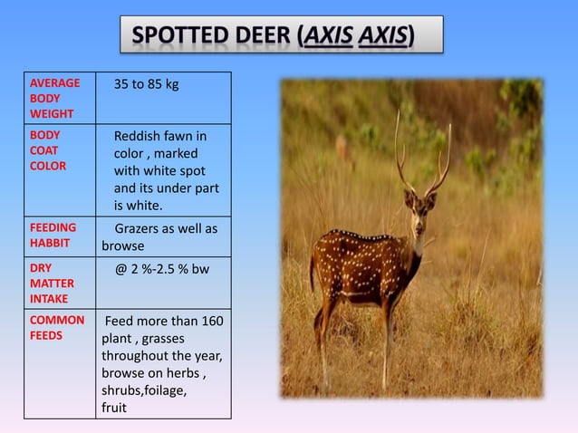 Final feeding stratergies of zoo animal | PPTX | Zoos & Aquariums ...